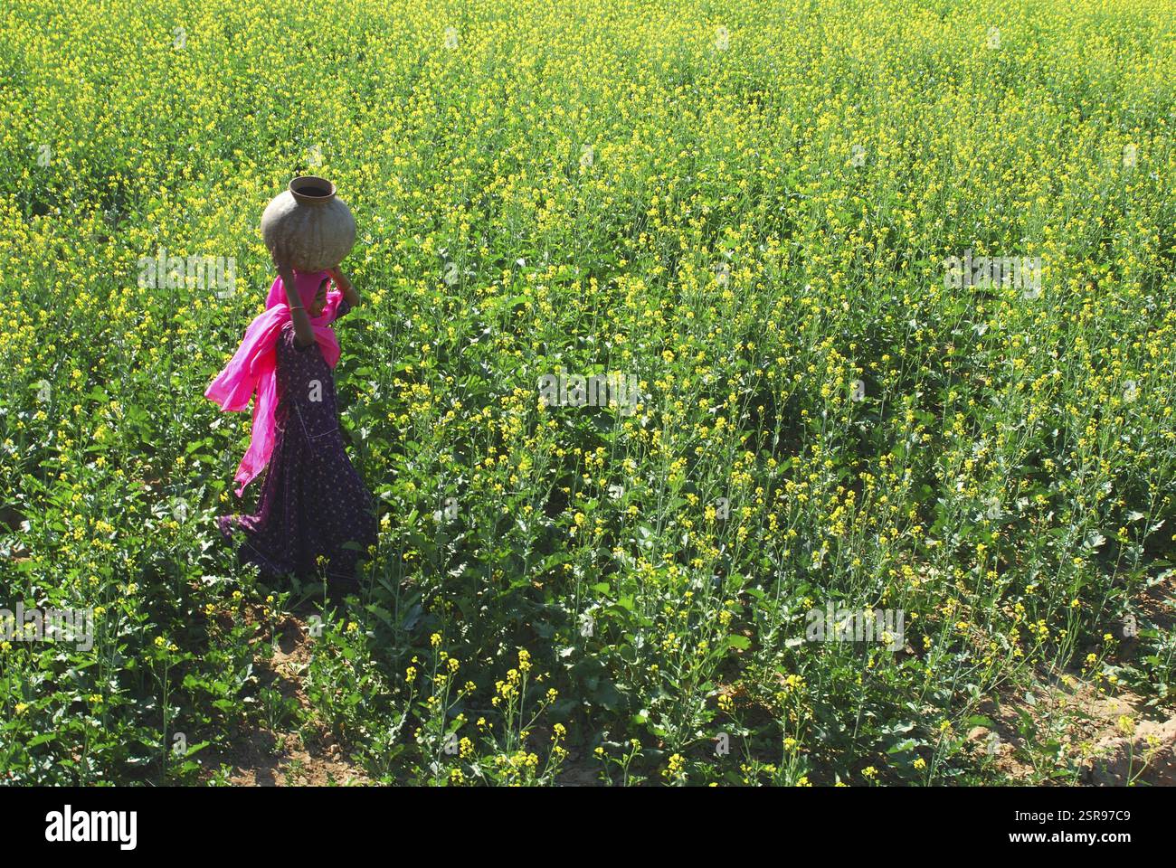 Lady carrying earthen pitcher on head crossing mustard field, Mathania ...