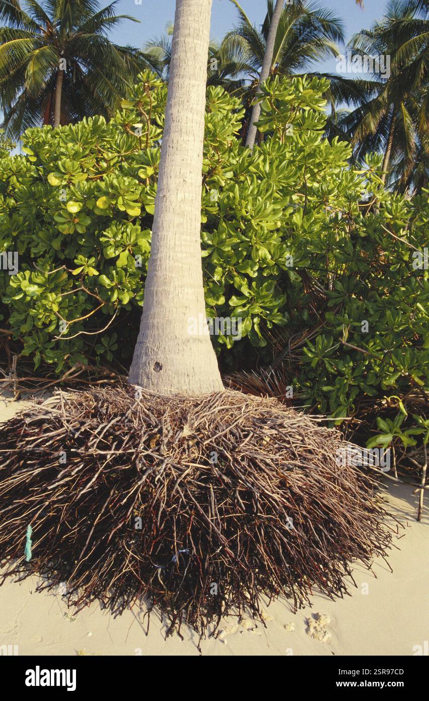 Palm tree, roots, Maldive Islands Stock Photo - Alamy