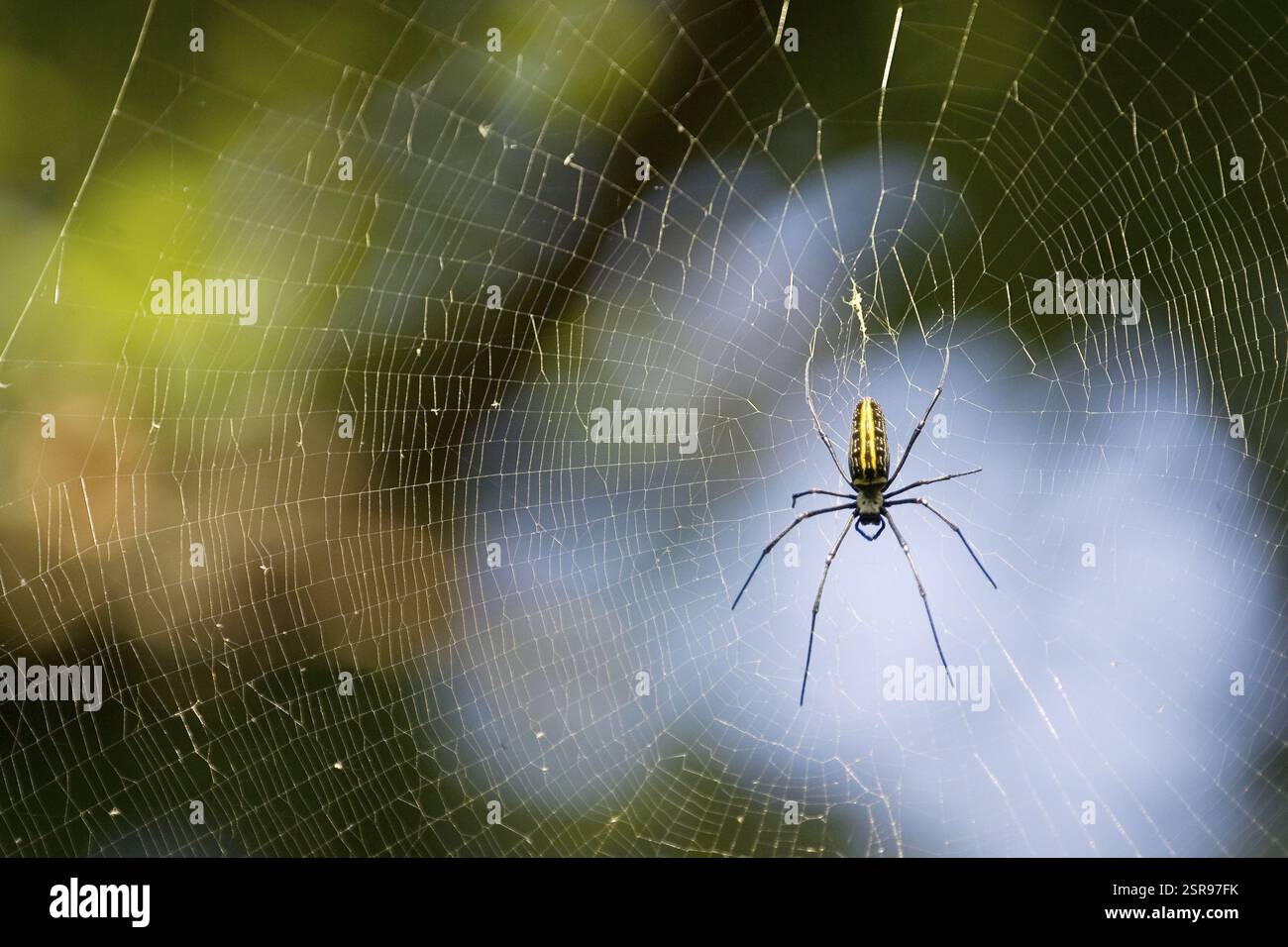 Giant wood spider in web, Dudhwa National Park, Uttar Pradesh, India ...