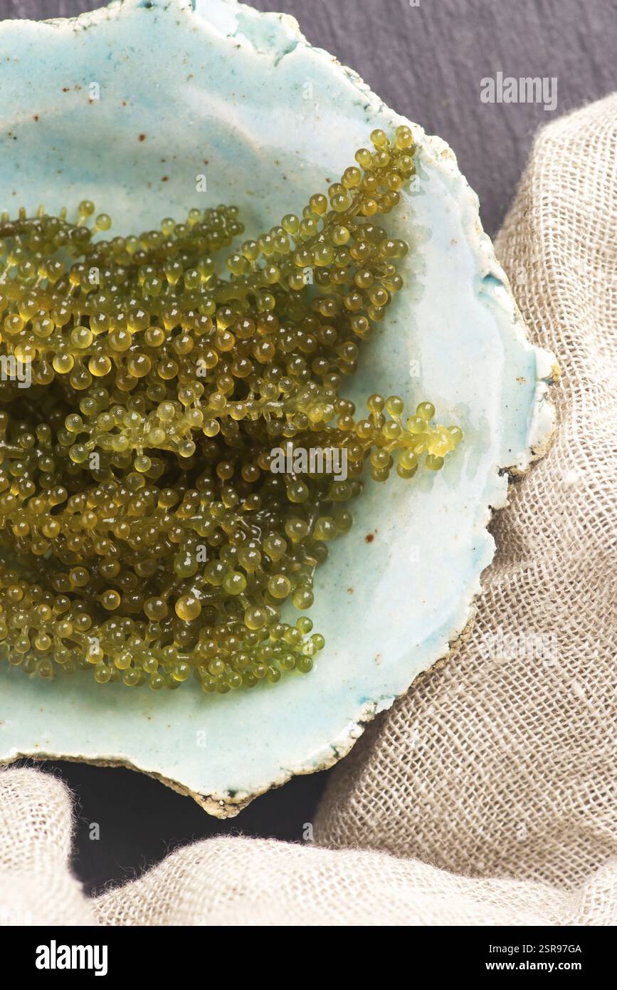 Caulerpa lentillifera hi-res stock photography and images - Alamy