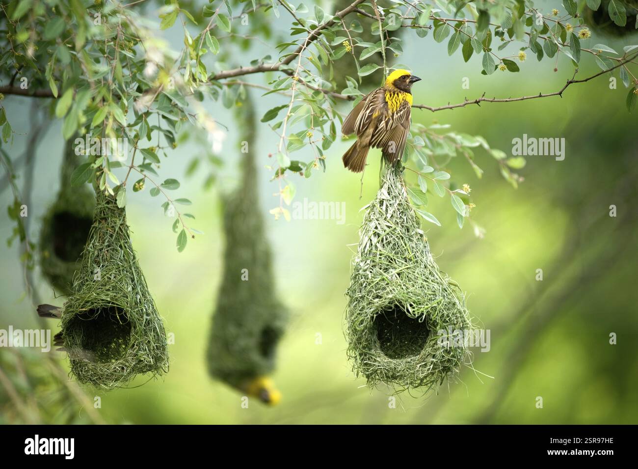 Baya weaver nest indian birds wild life india Stock Photo - Alamy