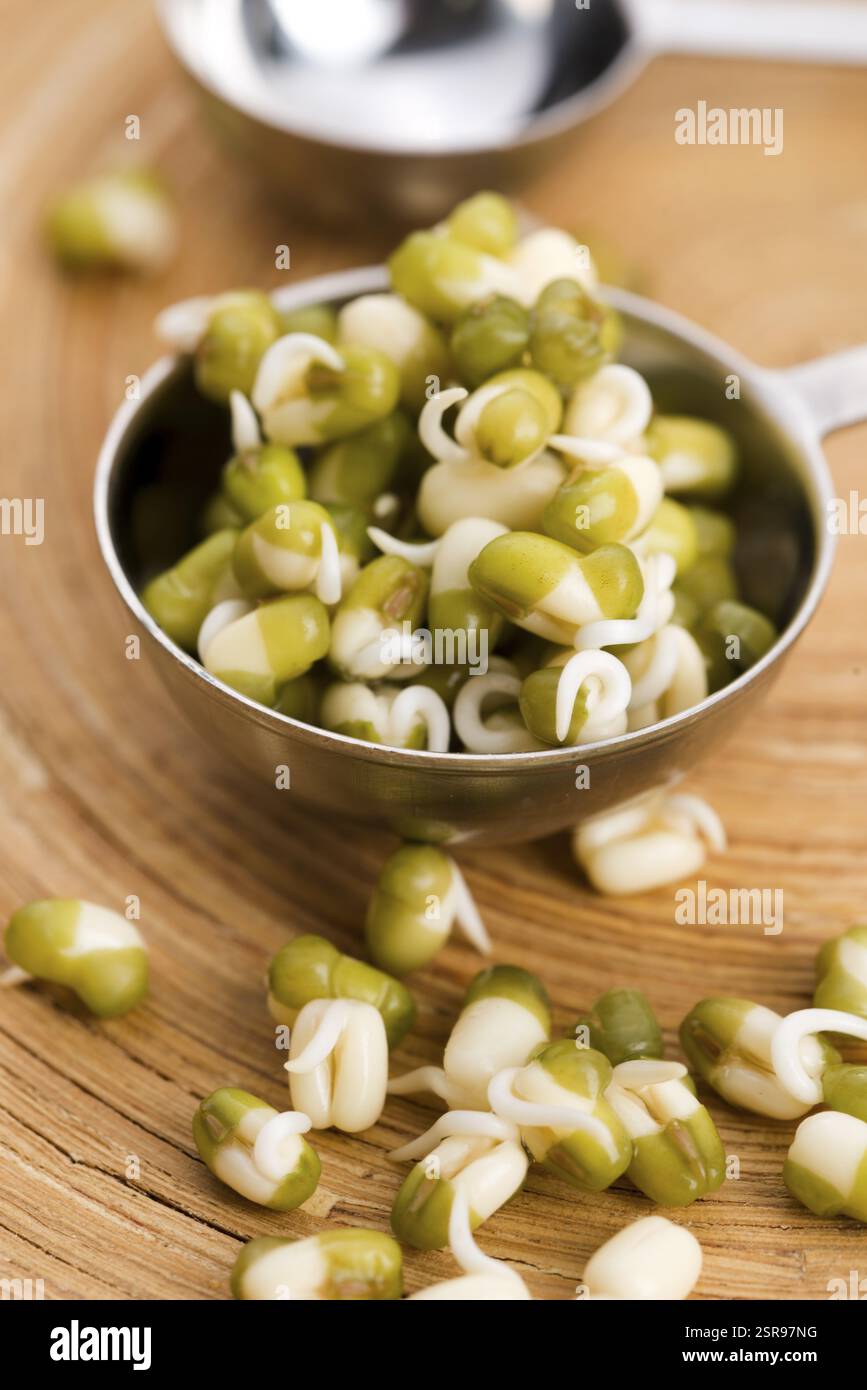Sprouted mung beans, lodz, poland Stock Photo - Alamy