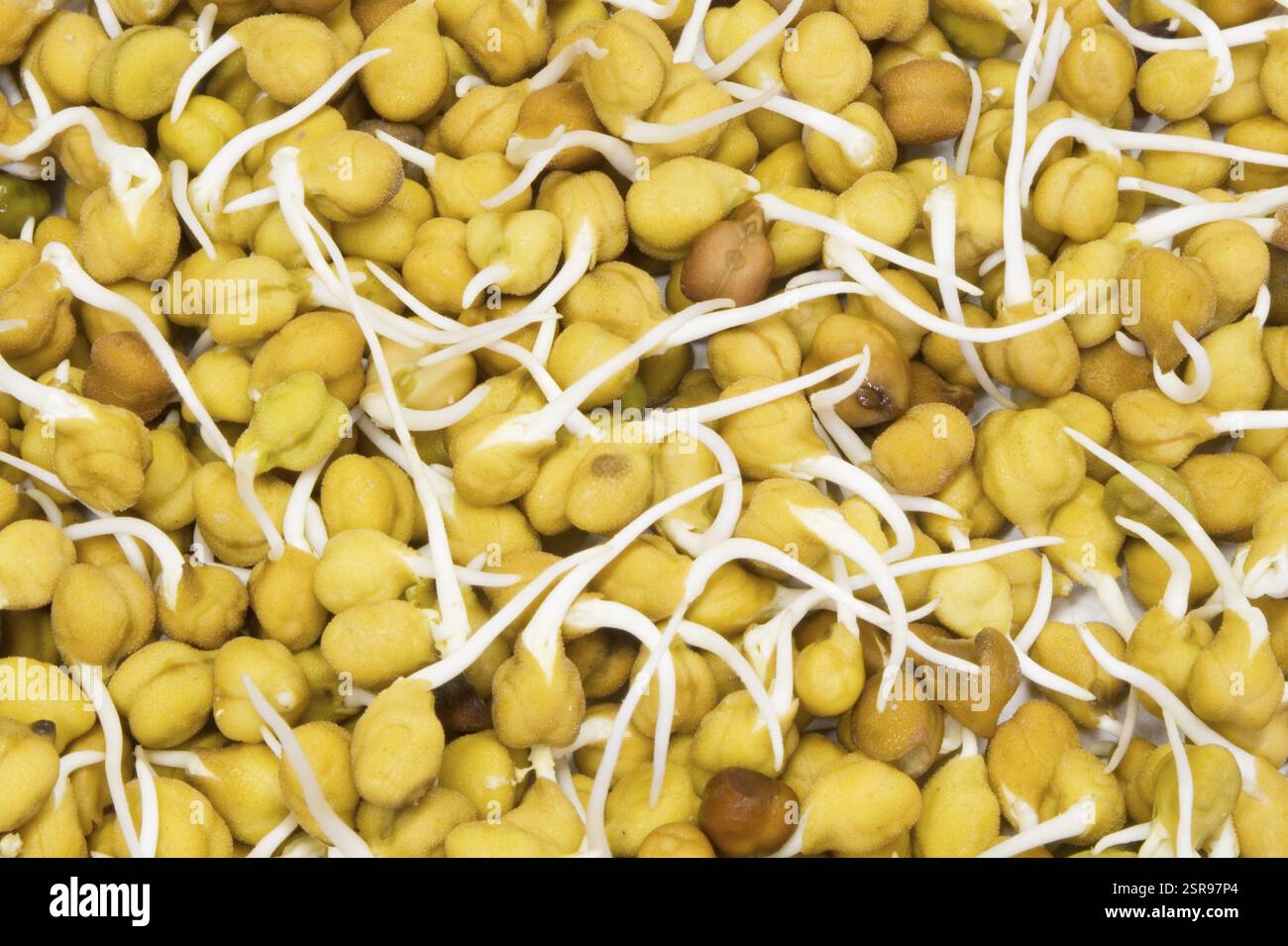 Grain, sprouted gram or chana Stock Photo - Alamy