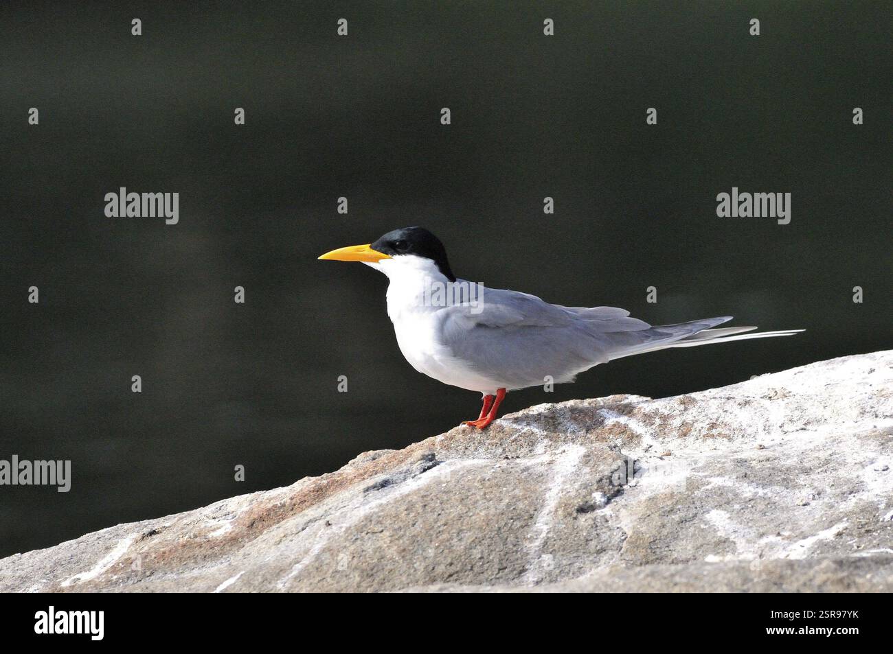 Birds, Indian river tern sterna aurantia, Karnataka, India, Asia Stock ...