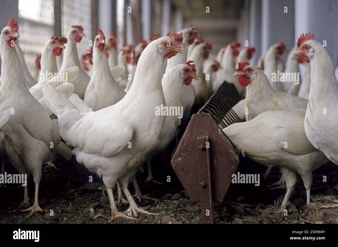 Poultry farm, layer birds Stock Photo - Alamy