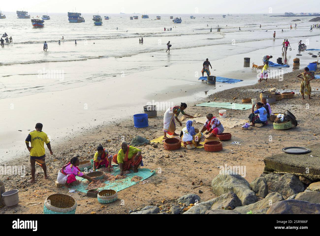 Fisher women sorting fish, Uttan Beach, Bhayander, Mumbai, Maharashtra ...