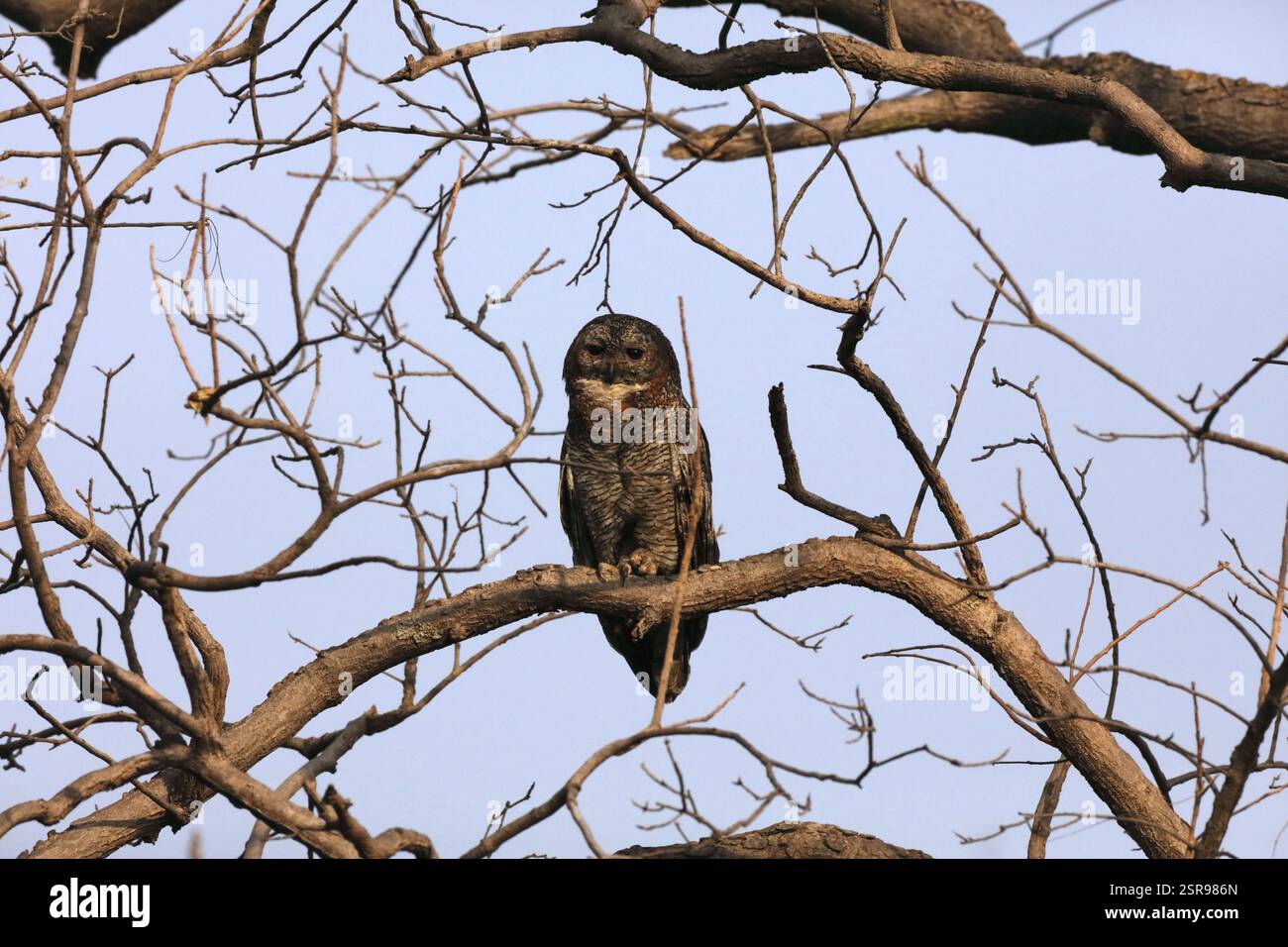 Owl sitting on a tree, India, Asia Stock Photo - Alamy