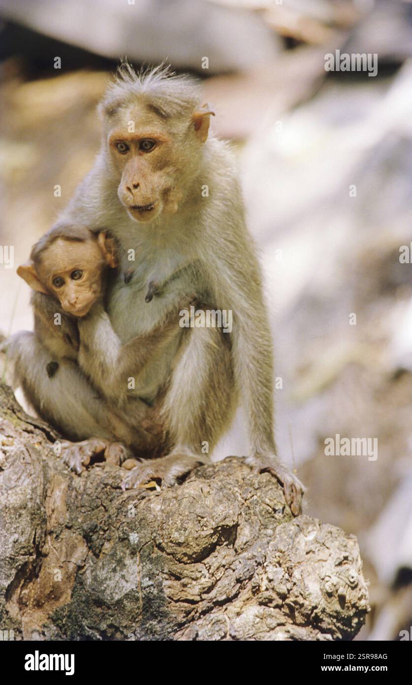 2 animals animal families animal family animals animal anthropoidea hi ...