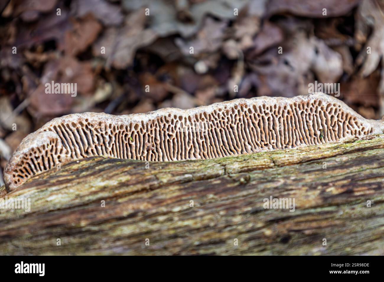 Underside of a fungus with the beautiful grooves and lamellae growing ...