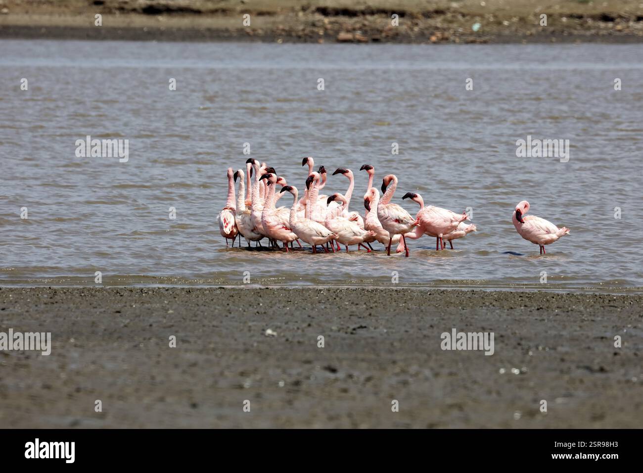 Lesser flamingo, tapi river, Surat, Gujarat, India, Asia Stock Photo ...