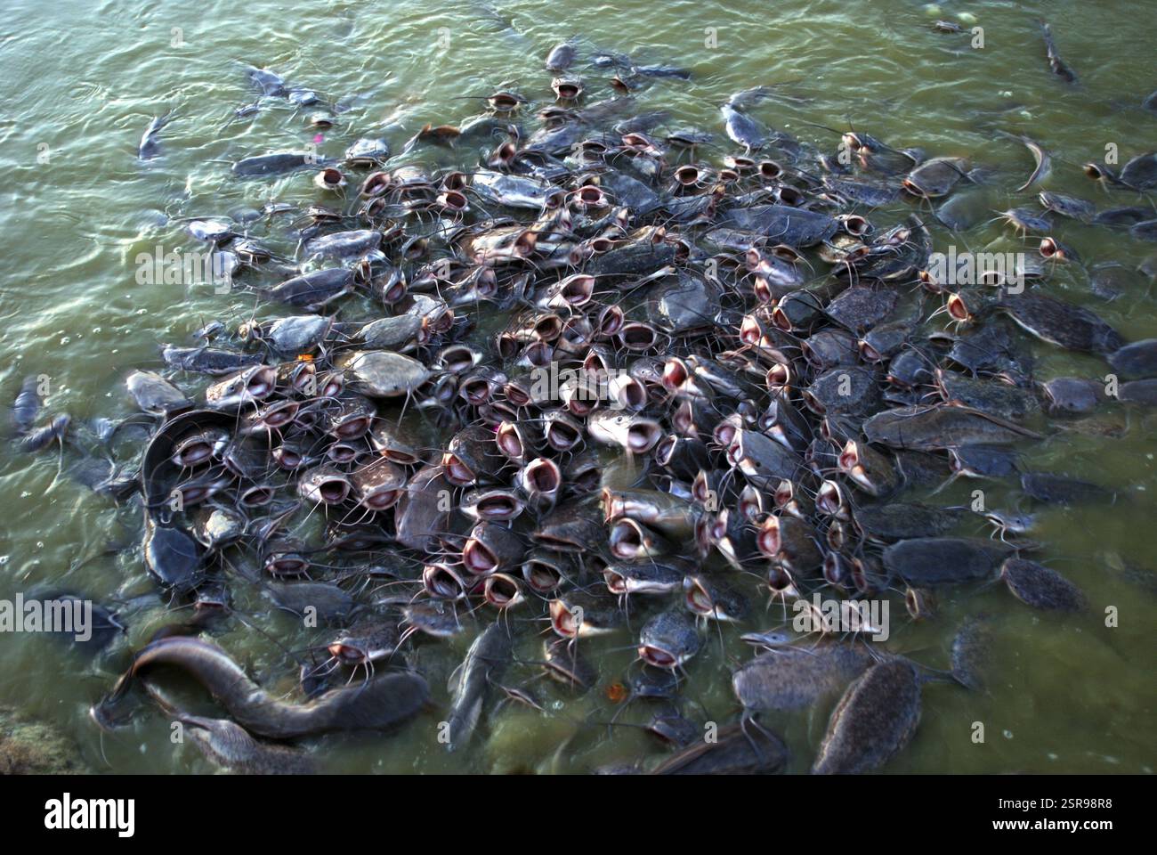 Catfish order siluriformes in hi-res stock photography and images - Alamy