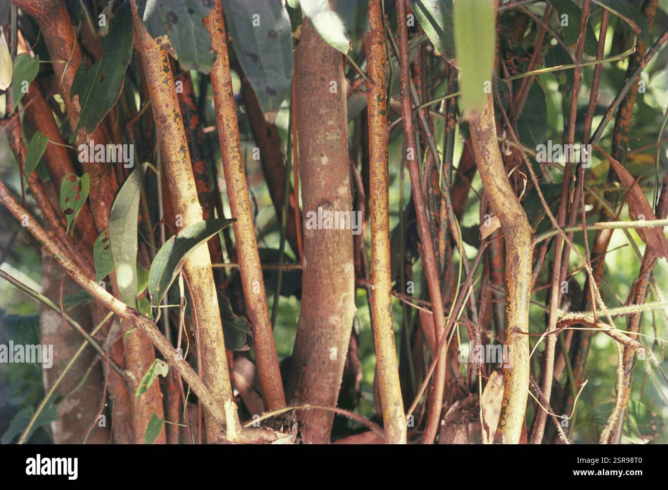 Indian spices, cinnamon cinnamomum zeylanicum plantation Stock Photo ...