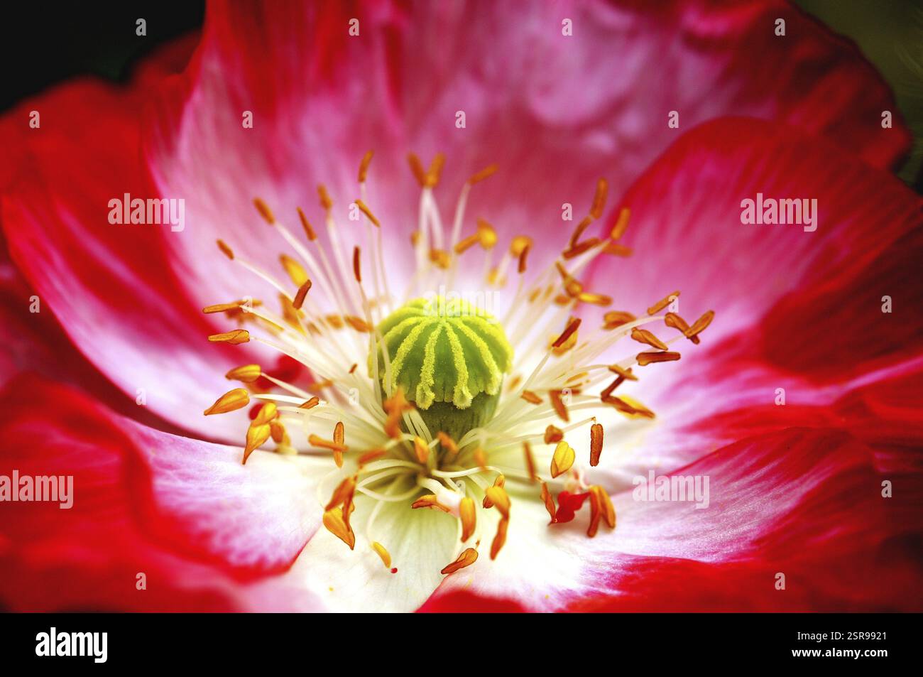 Poppy flower, Jammu and Kashmir, India, Asia Stock Photo - Alamy