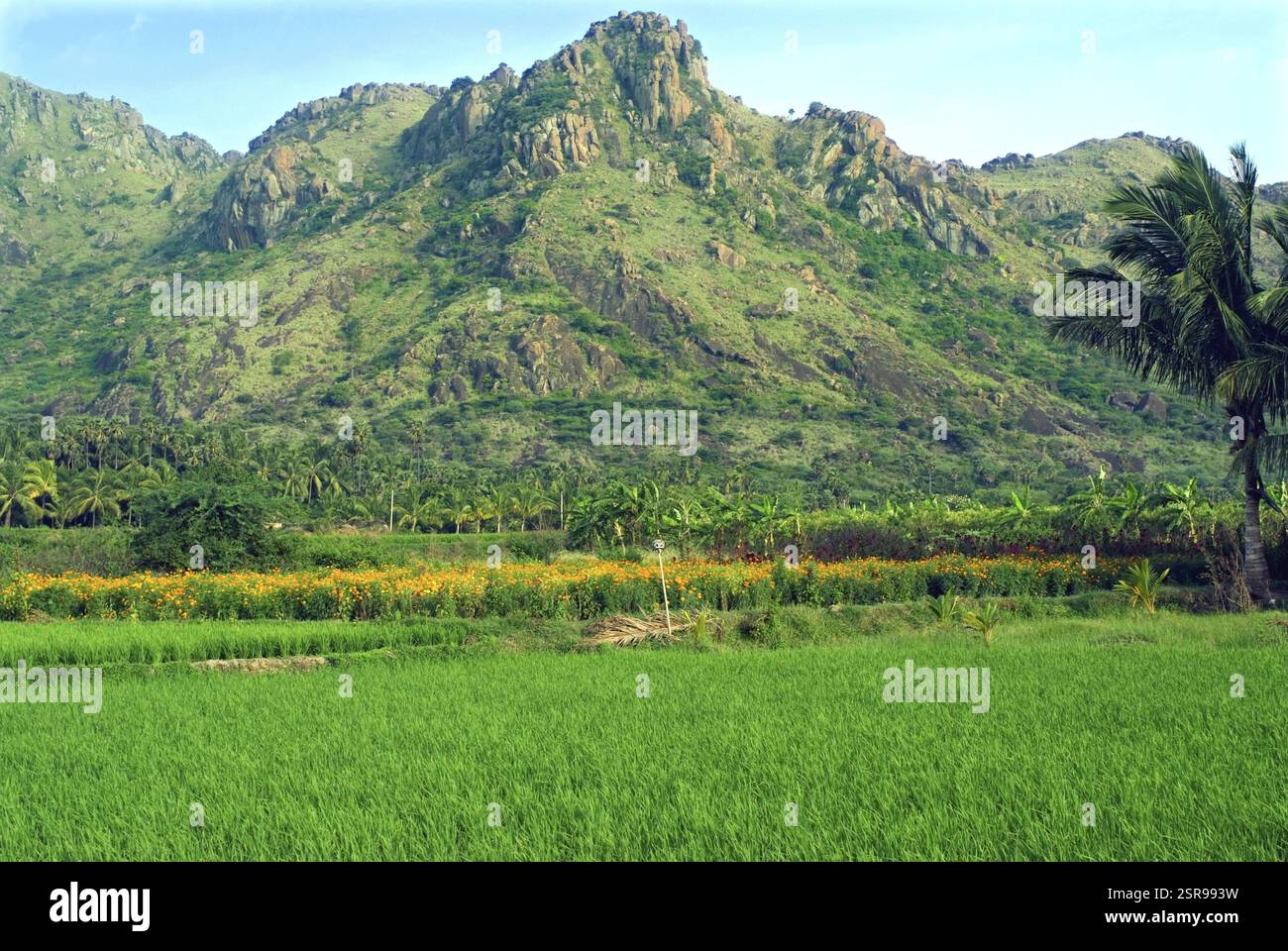 Mountain and green field, Kerala, India, Asia Stock Photo - Alamy