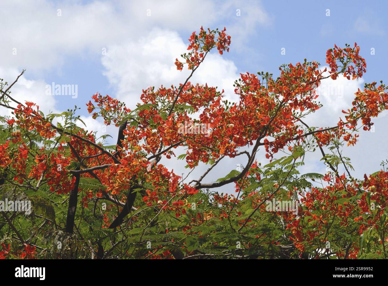 Gulmohar Gul Mohur delonix regia tree, Borivali, Bombay Mumbai ...
