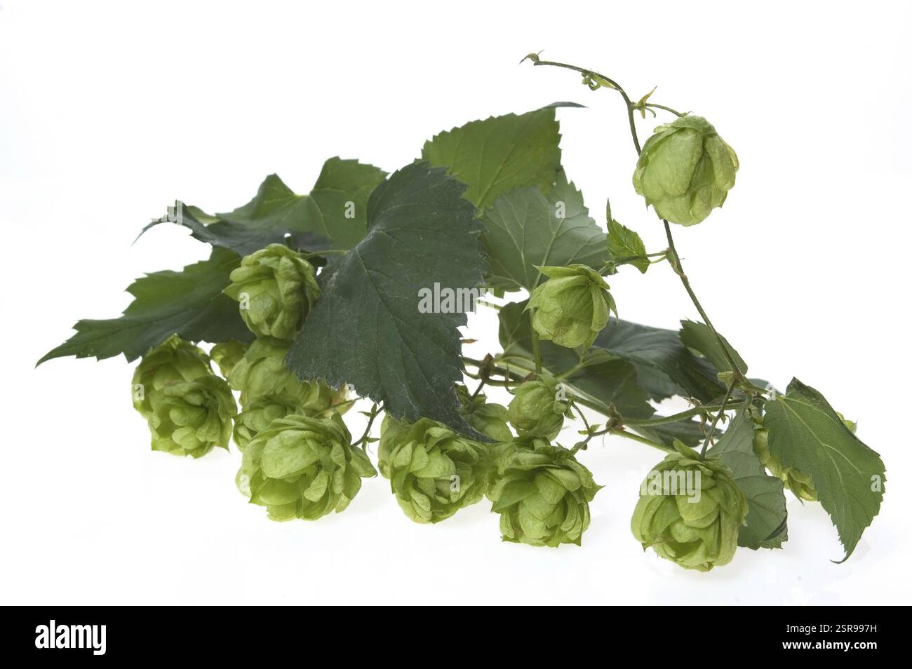 Detail of hop cone and leaves on white background Stock Photo - Alamy