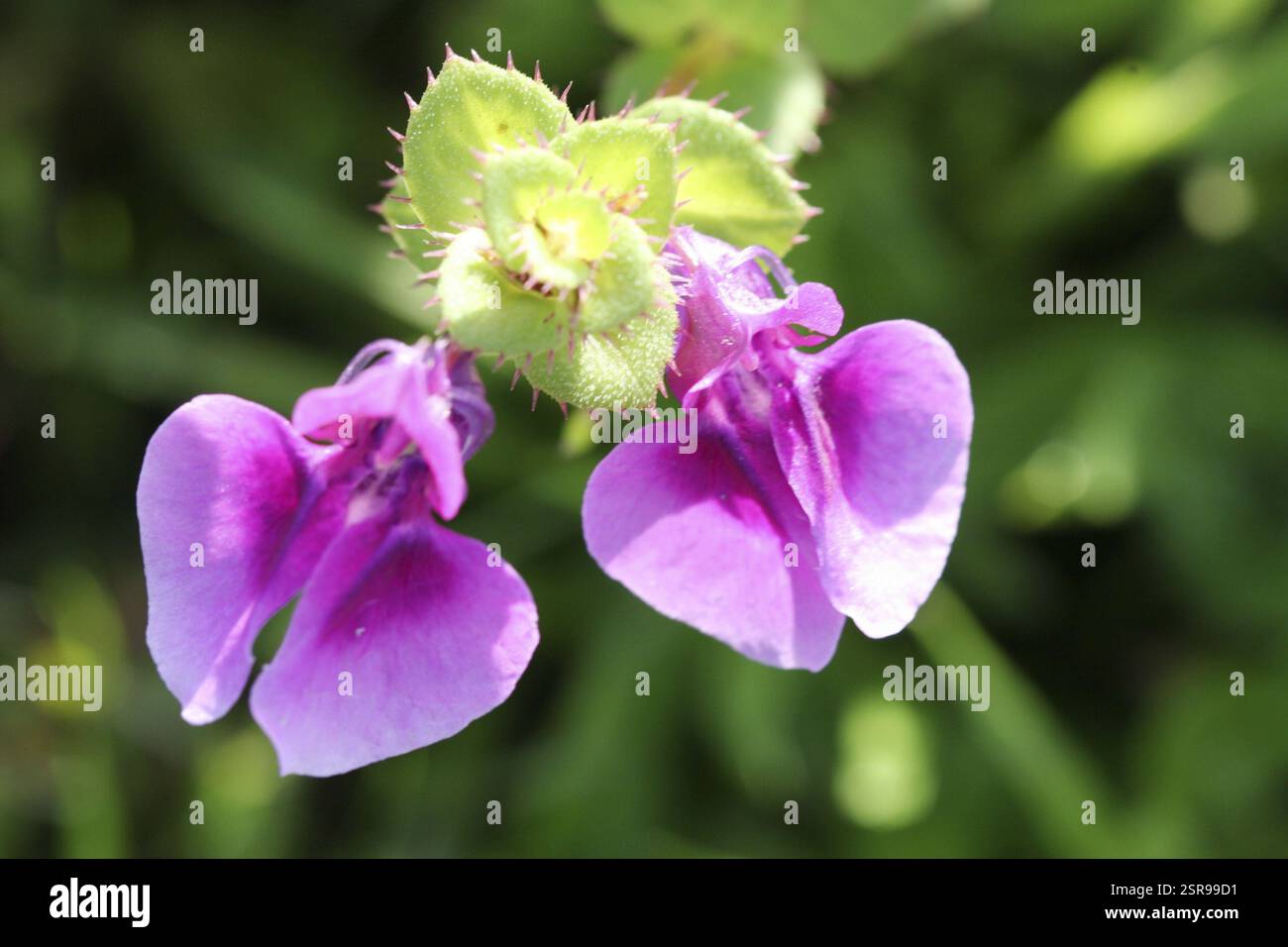 Jambhala terda (Impatiens Lawii), Kas Plateau, Satara, Maharashtra ...