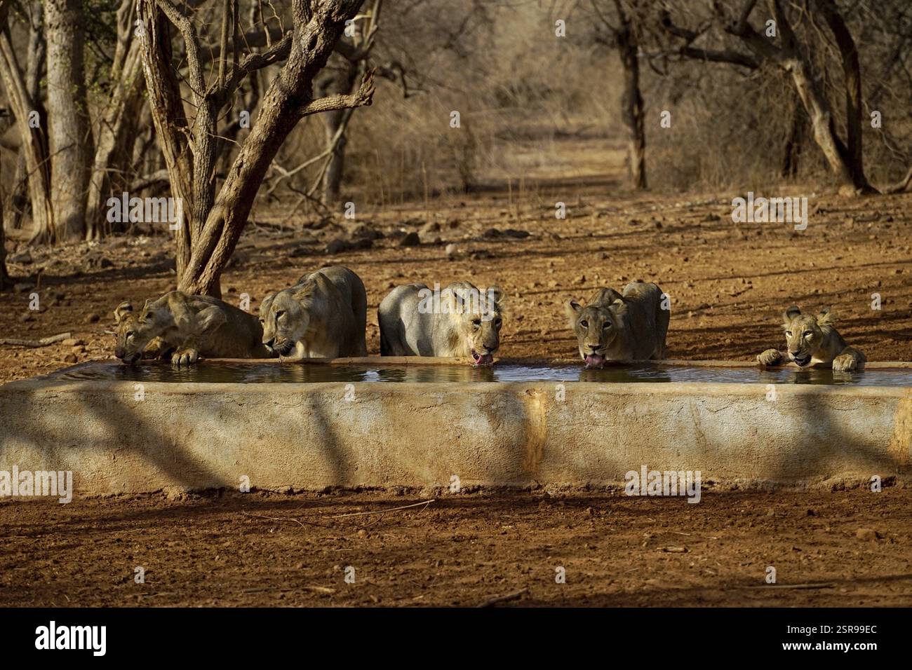 Lions drinking at water tank, Gir Wildlife Sanctuary, Gujarat, India ...