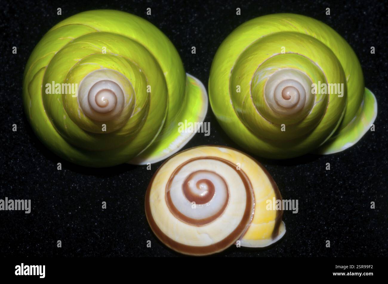 Green Snail, Manus Island, Papua New Guine Stock Photo - Alamy