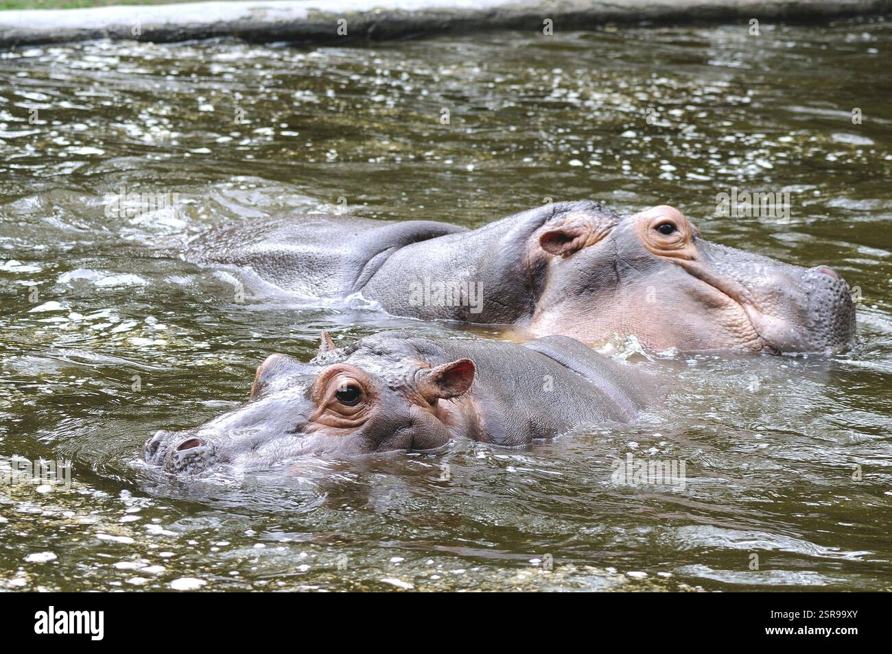 Hippopotamus hippopotamus amphibius pair playing in water in zoo, Delhi ...