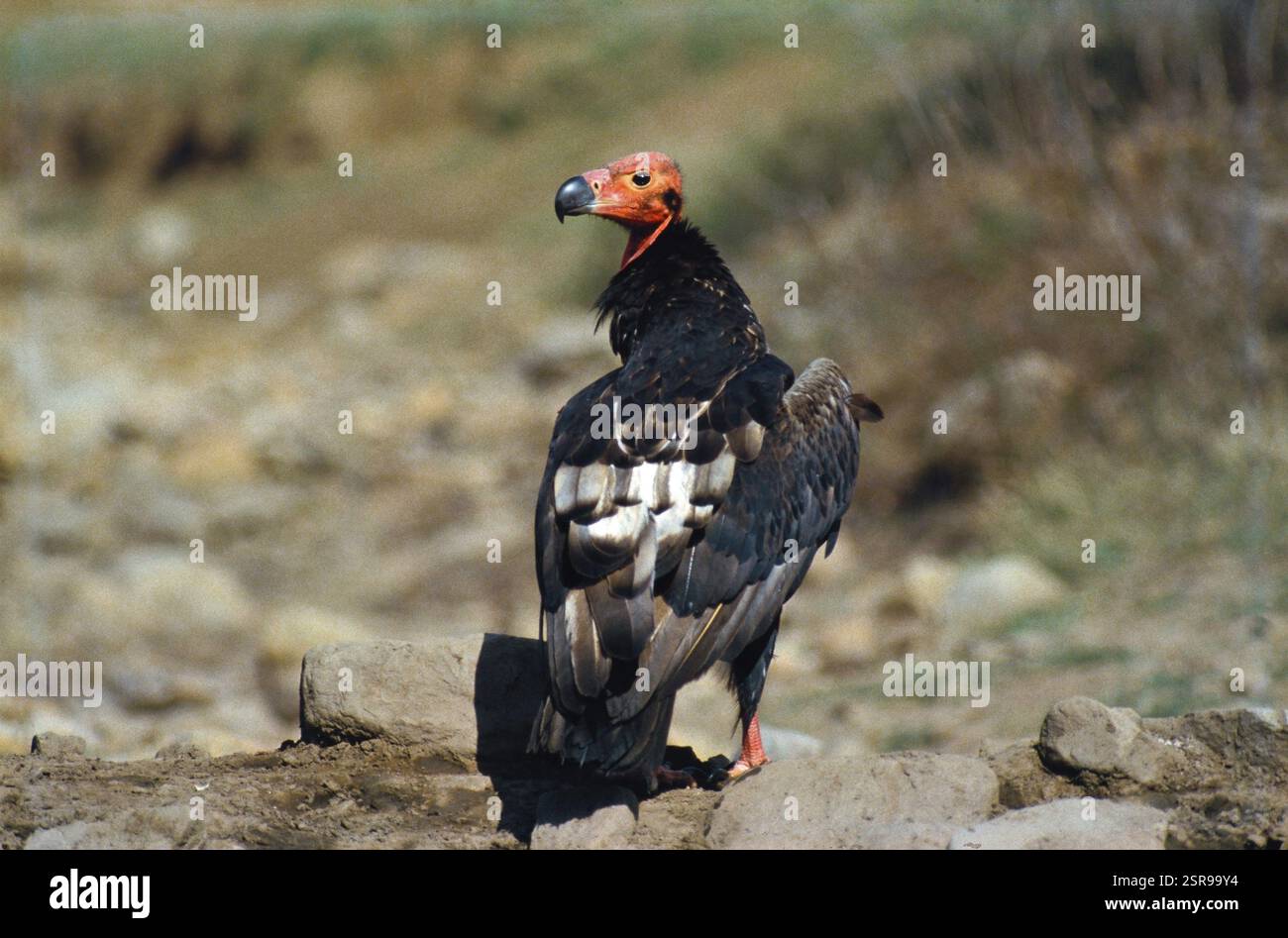 Birds, king vulture or red headed sarcogyps calvus Stock Photo - Alamy