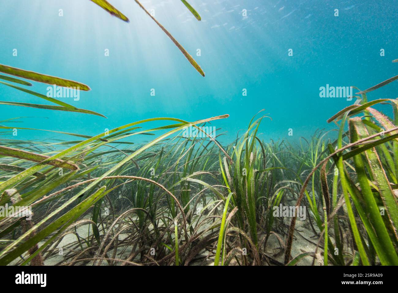 Common Eelgrass (Zostera marina) growing in shallow waters off Guernsey ...