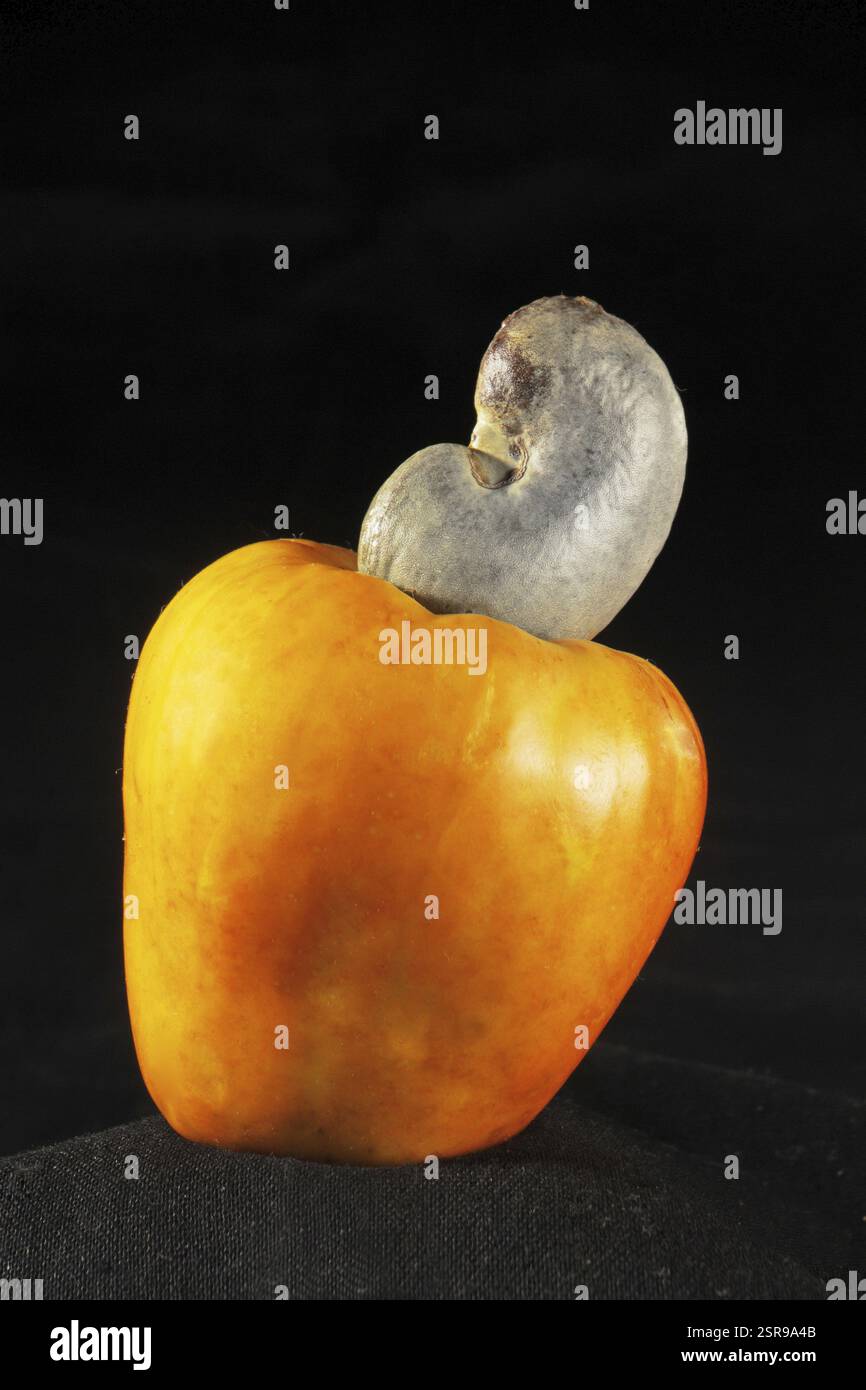 Cashew nut fruit, mumbai, maharashtra, india, asia Stock Photo - Alamy