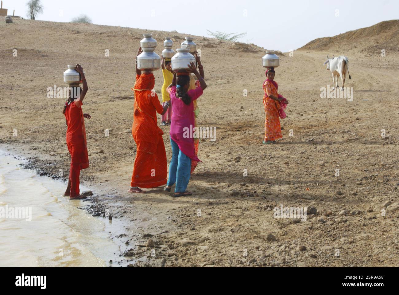 Rural women carrying water from a pond, Jaisalmer, Rajasthan, India, Asia Stock Photo - Alamy