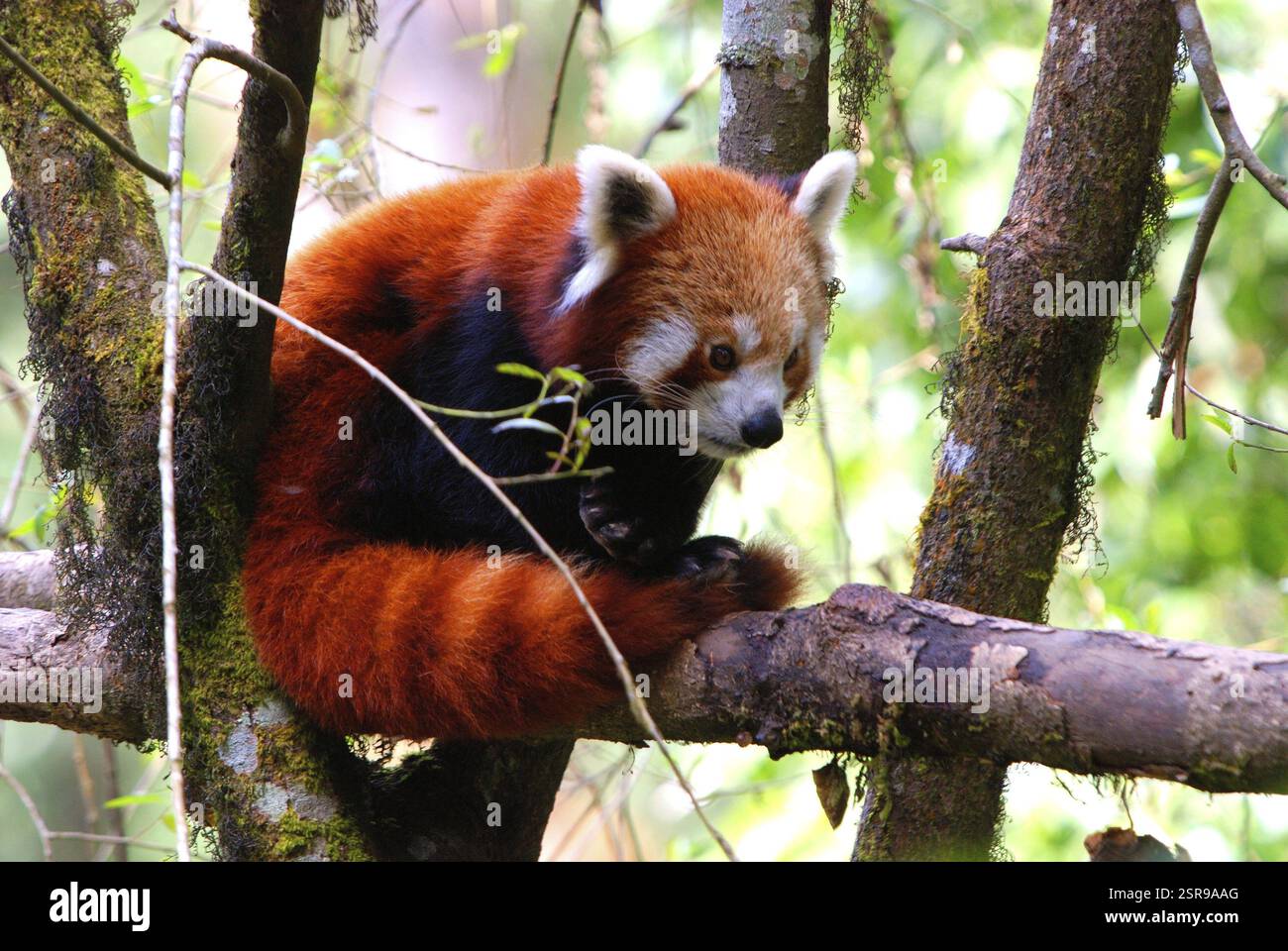 Red Panda ailurus fulgens, Darjeeling zoo, West Bengal, India, Asia ...