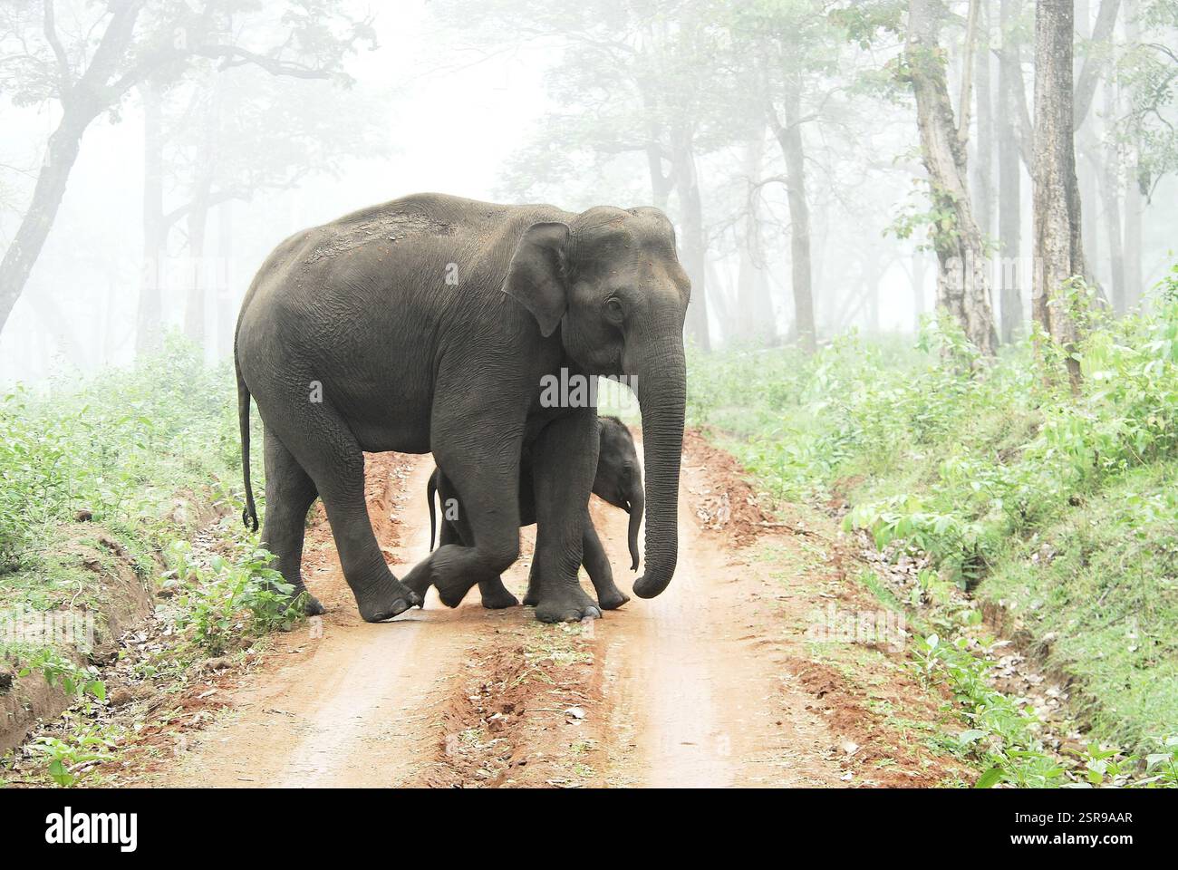 Cow elephant with 4 days calf (elephas maximus), Kabini, Kharapur ...
