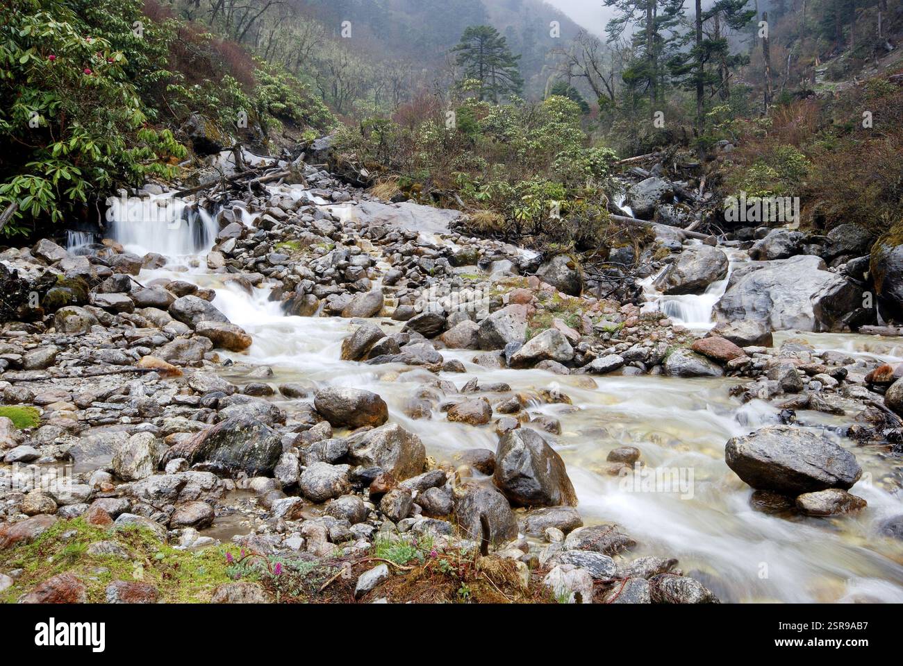 Stream, Yumthang Valley, Yumthang, North Sikkim, India, Asia Stock ...