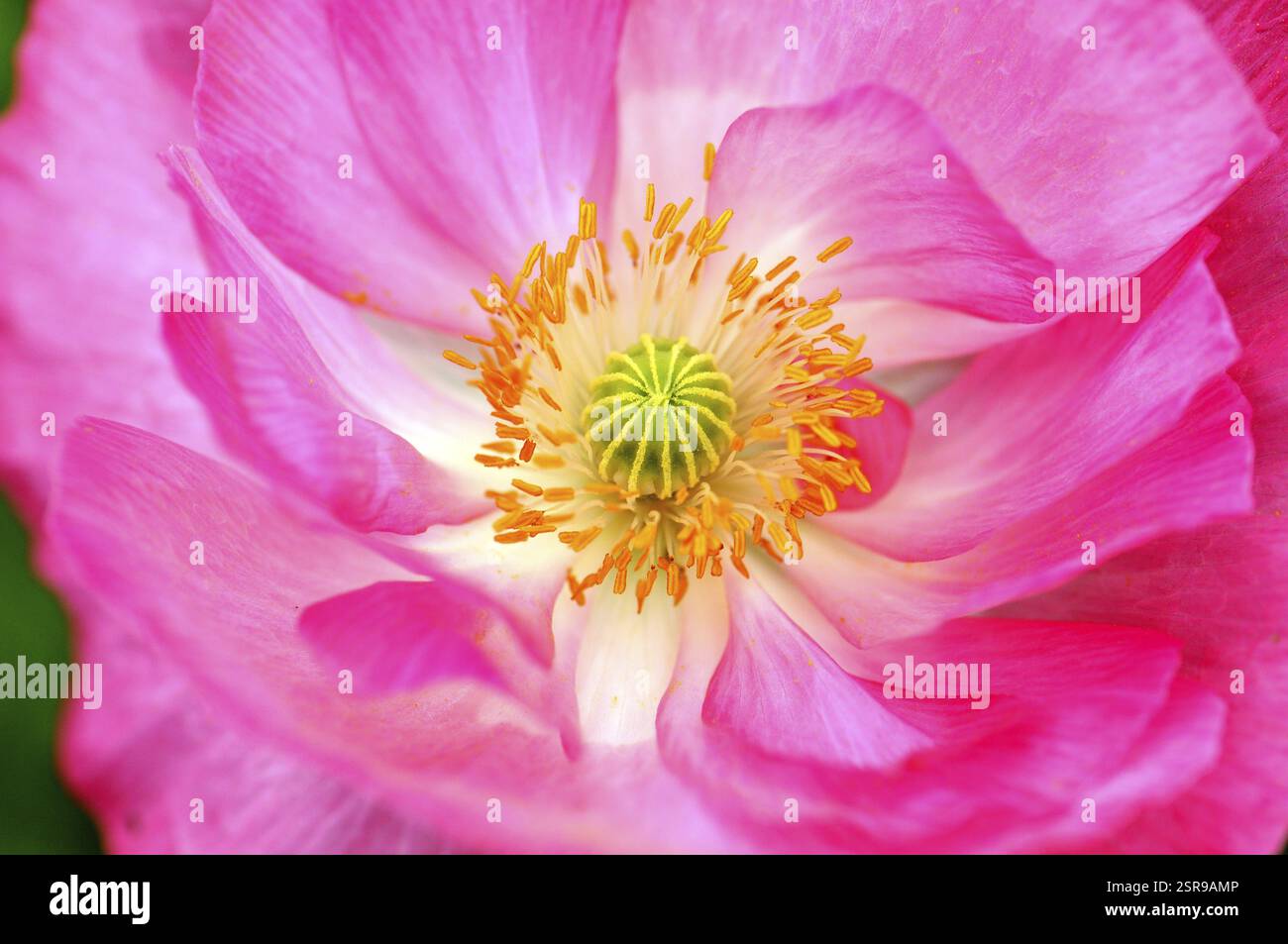 Poppy flower, Jammu and Kashmir, India, Asia Stock Photo - Alamy