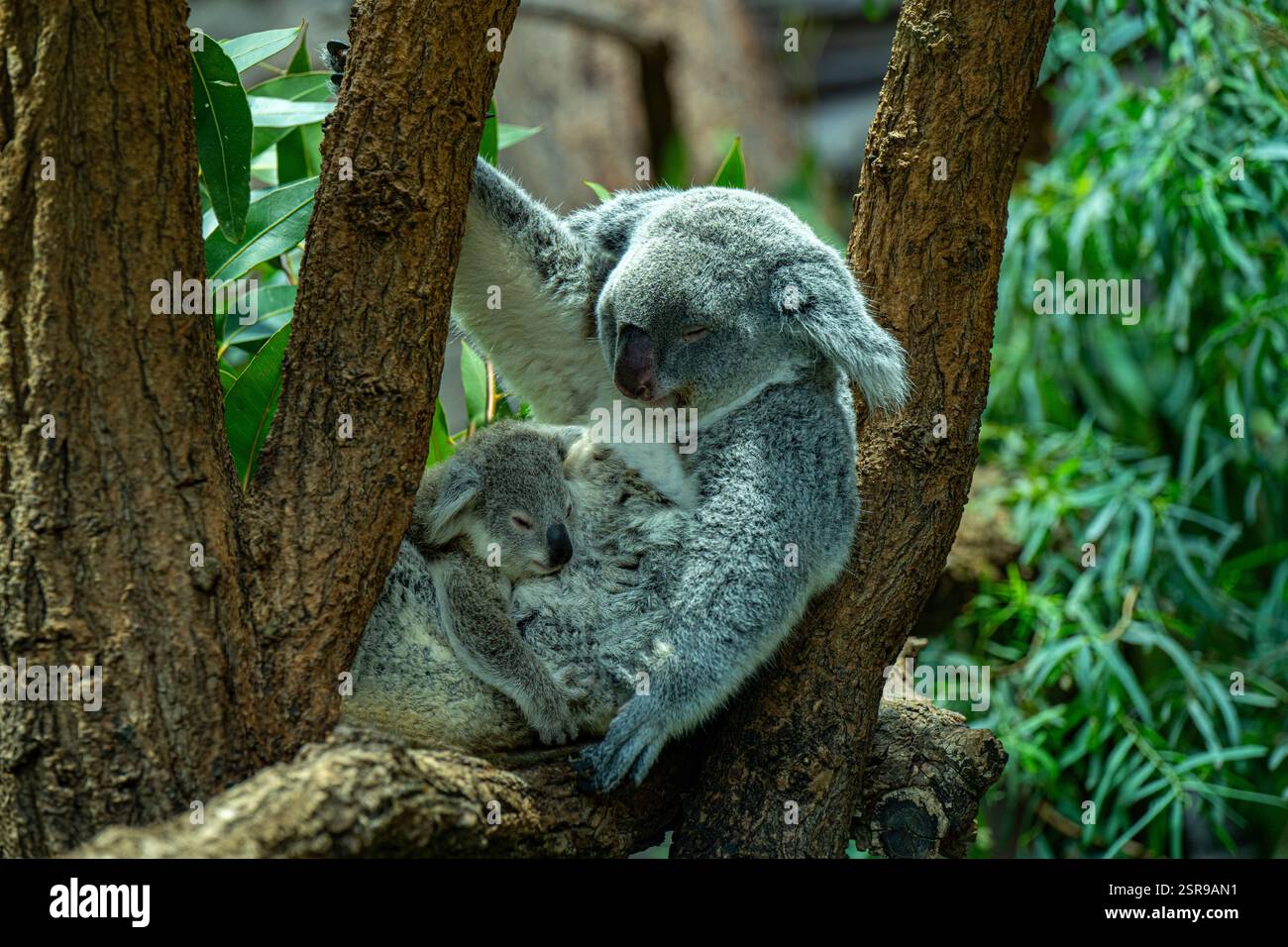 Koala, female with young, (Phascolarctos cinereus Stock Photo - Alamy
