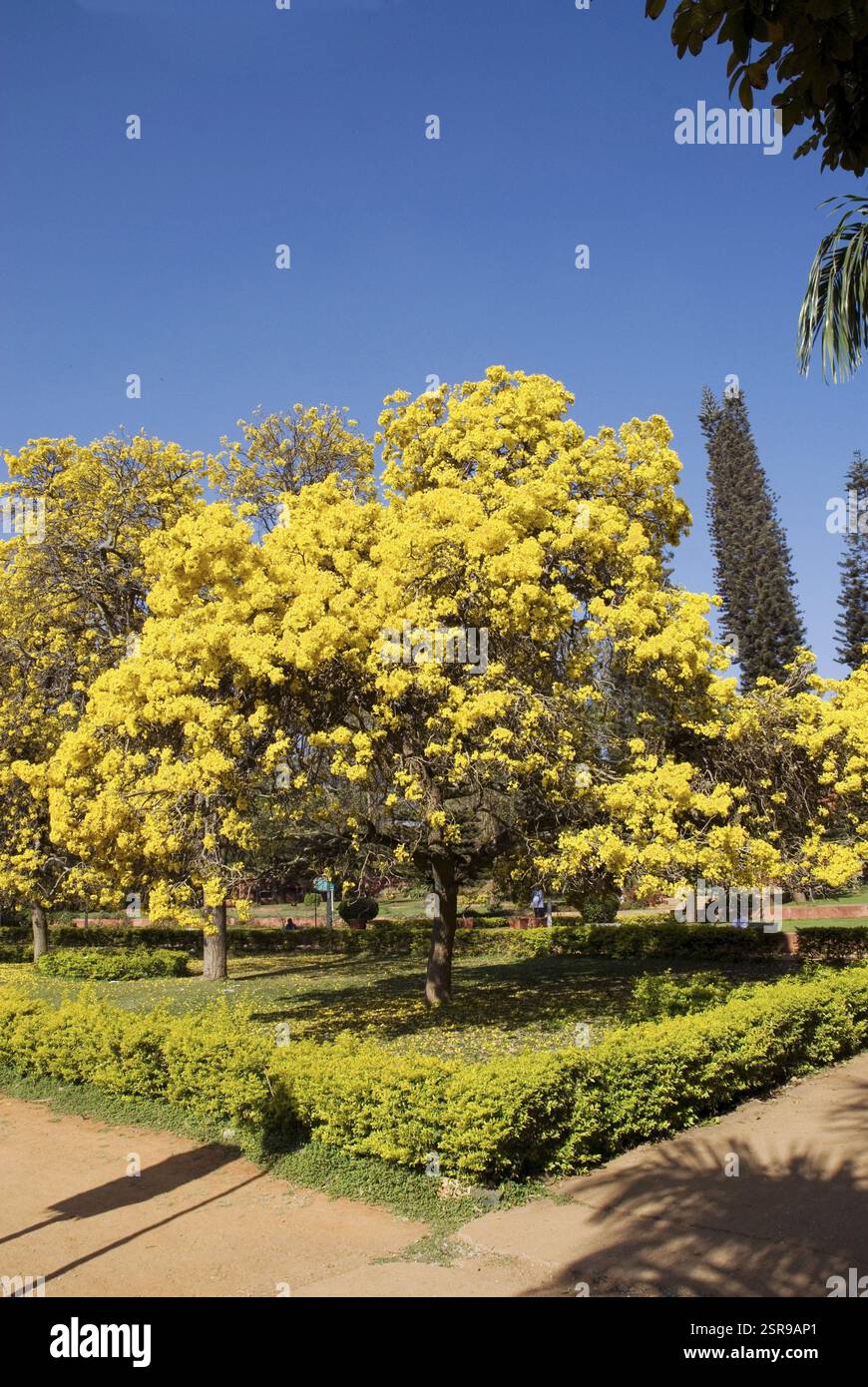 Tabebuia Argentea tree in bloom in Cubbon Park, Bangalore, Karnataka ...