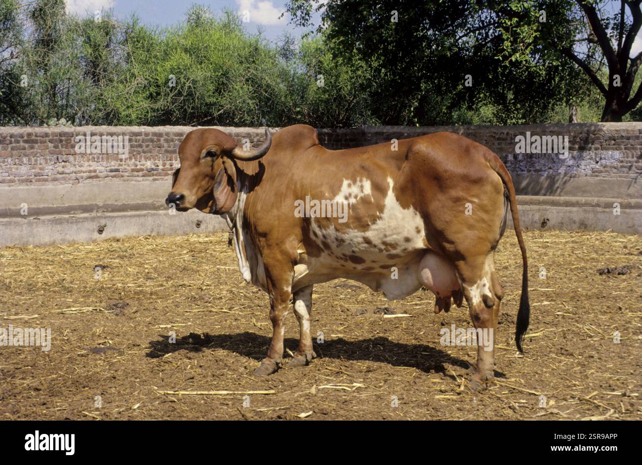 Gir cow, the pride of saurashtra, gujarat, india Stock Photo - Alamy