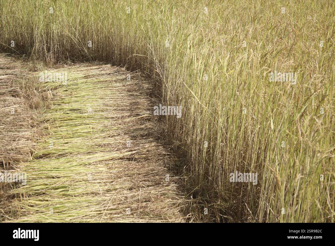 Ready Paddy crop, Paddy field, part of the paddy field is cut ...