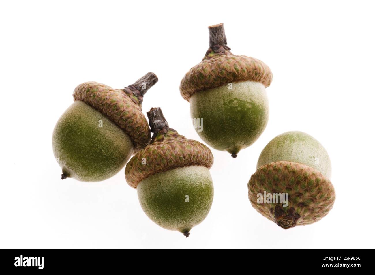 Acorns on branches Cut Out Stock Images & Pictures - Alamy