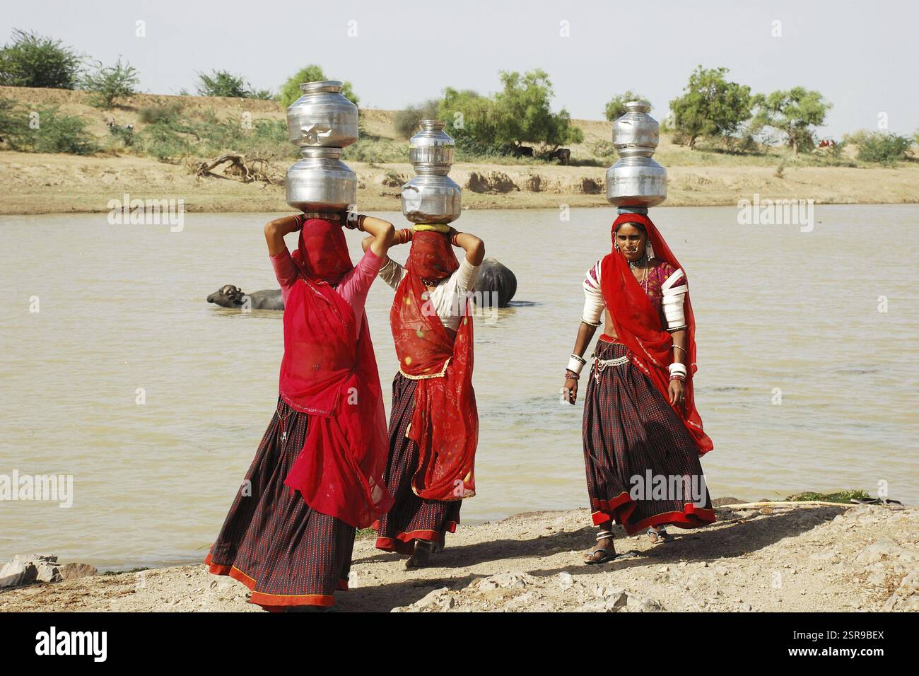 Women bringing water, Balotara, Barmer, Rajasthan, India, Asia Stock ...