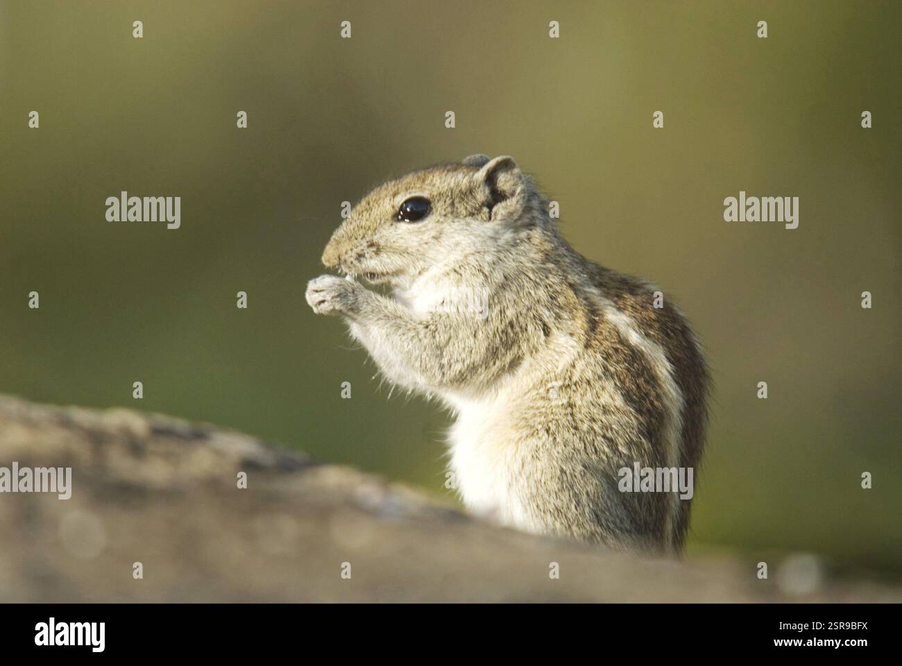 Three-striped squirrel funambulus palmarum, Bangalore, Karnataka, India ...