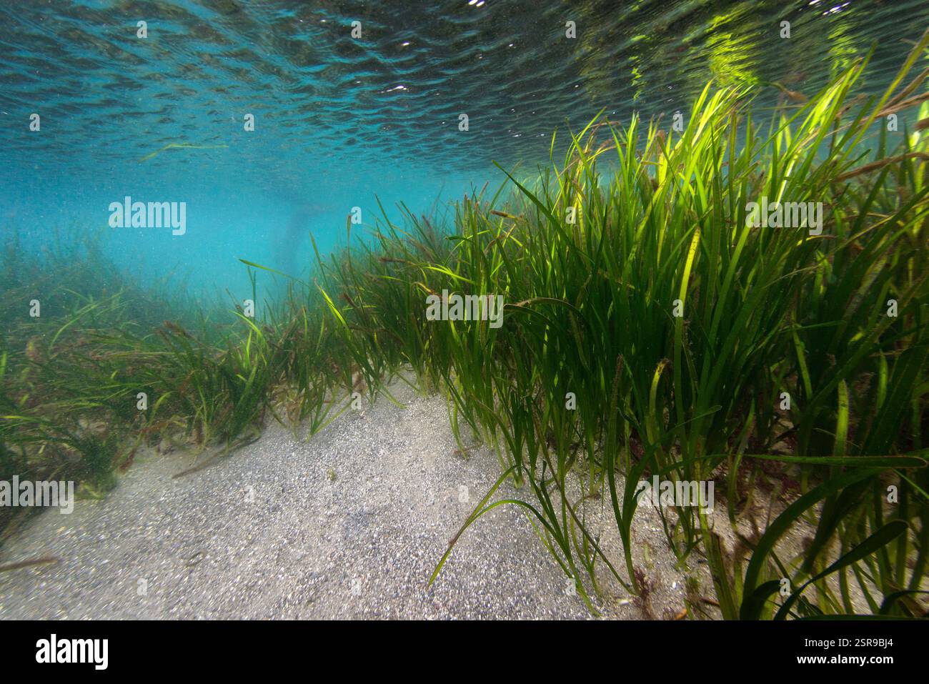 Common Eelgrass (Zostera marina) growing in shallow waters off Guernsey ...