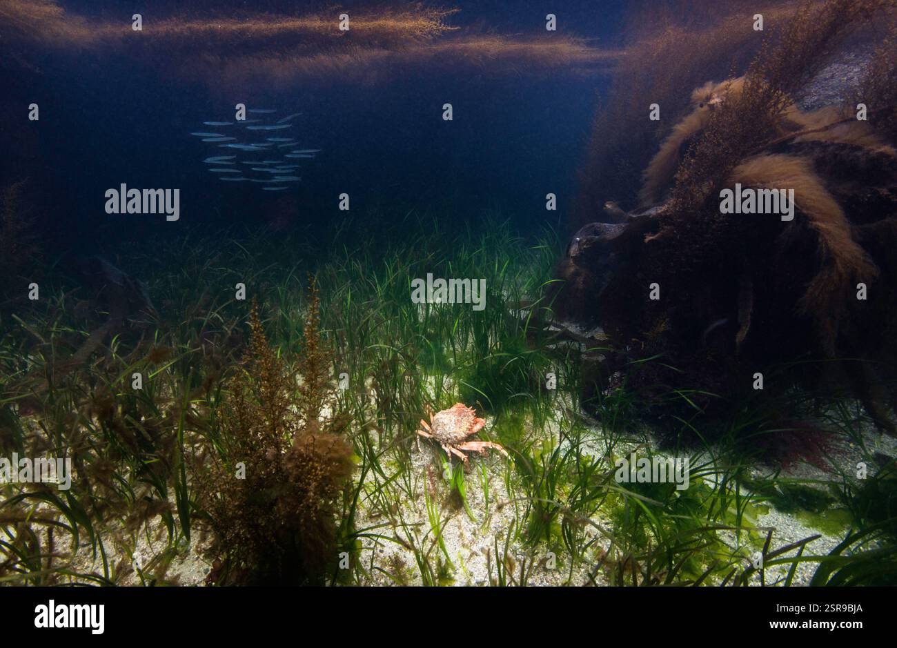 Common Eelgrass (Zostera marina) growing in shallow waters off Guernsey ...