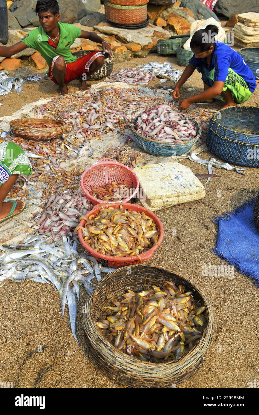 Fisher women sorting fish, Uttan Beach, Bhayander, Mumbai, Maharashtra ...