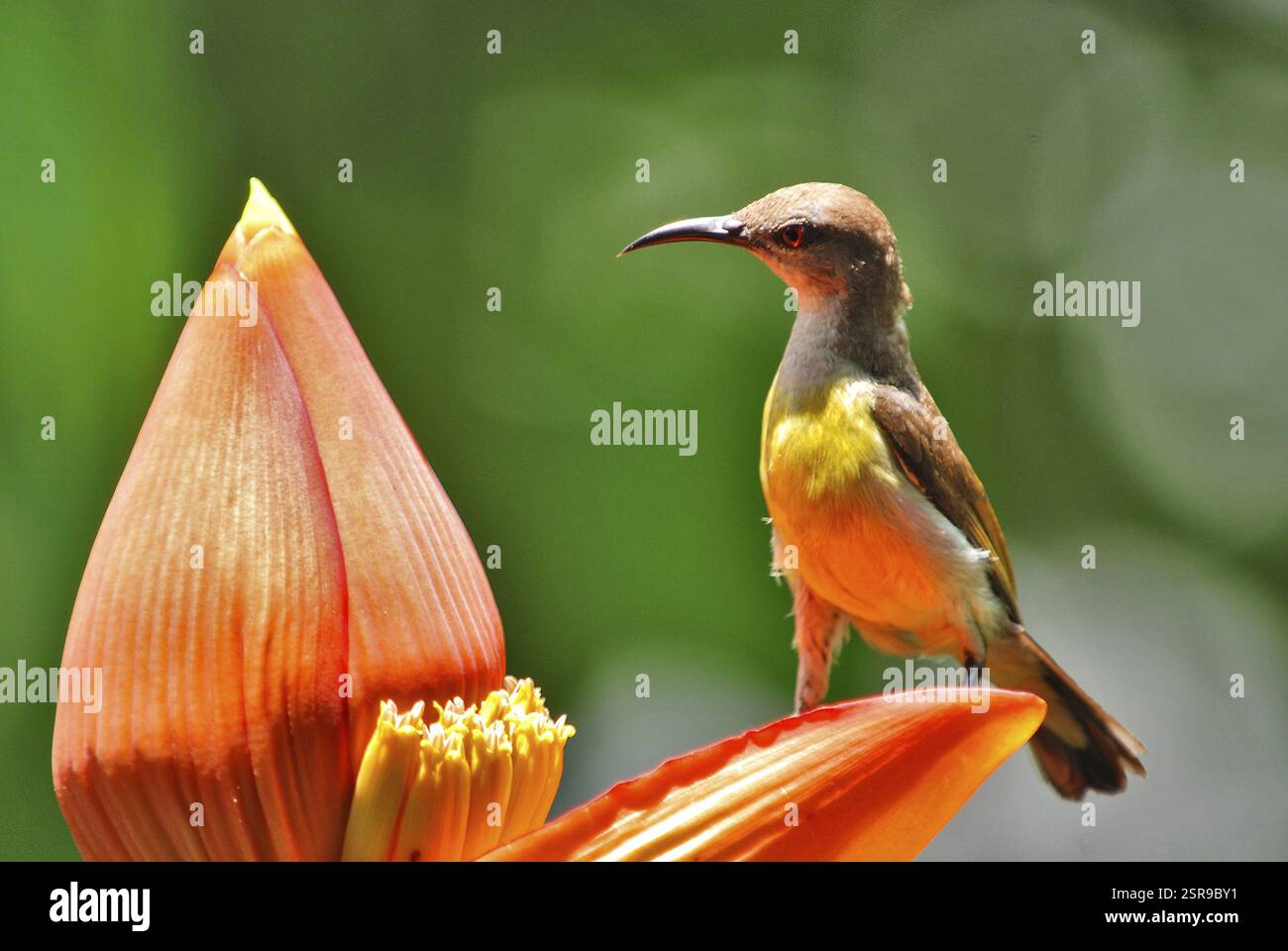 Birds, Purple rumped sunbird female nectarinia zeylonica collecting nectar, Howrah, West Bengal ...