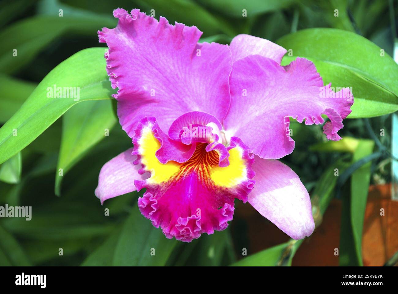 Orchid of Sikkim, India, Asia Stock Photo - Alamy