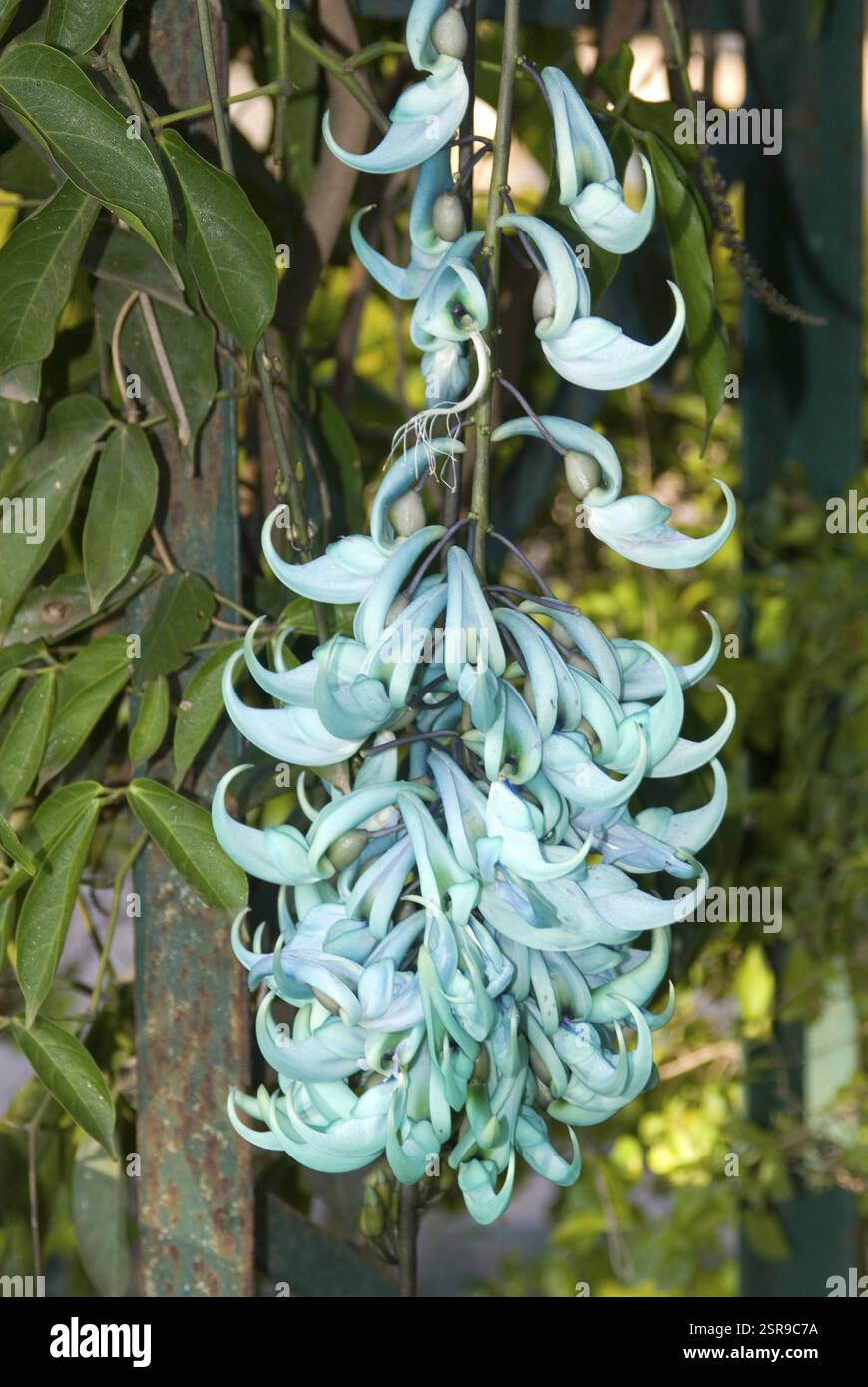 Philippines wine-jade background backgrounds bloom blossom blooms ...