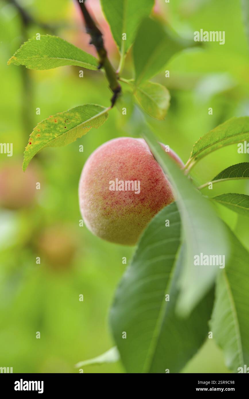 The peach, Prunus persica Stock Photo - Alamy
