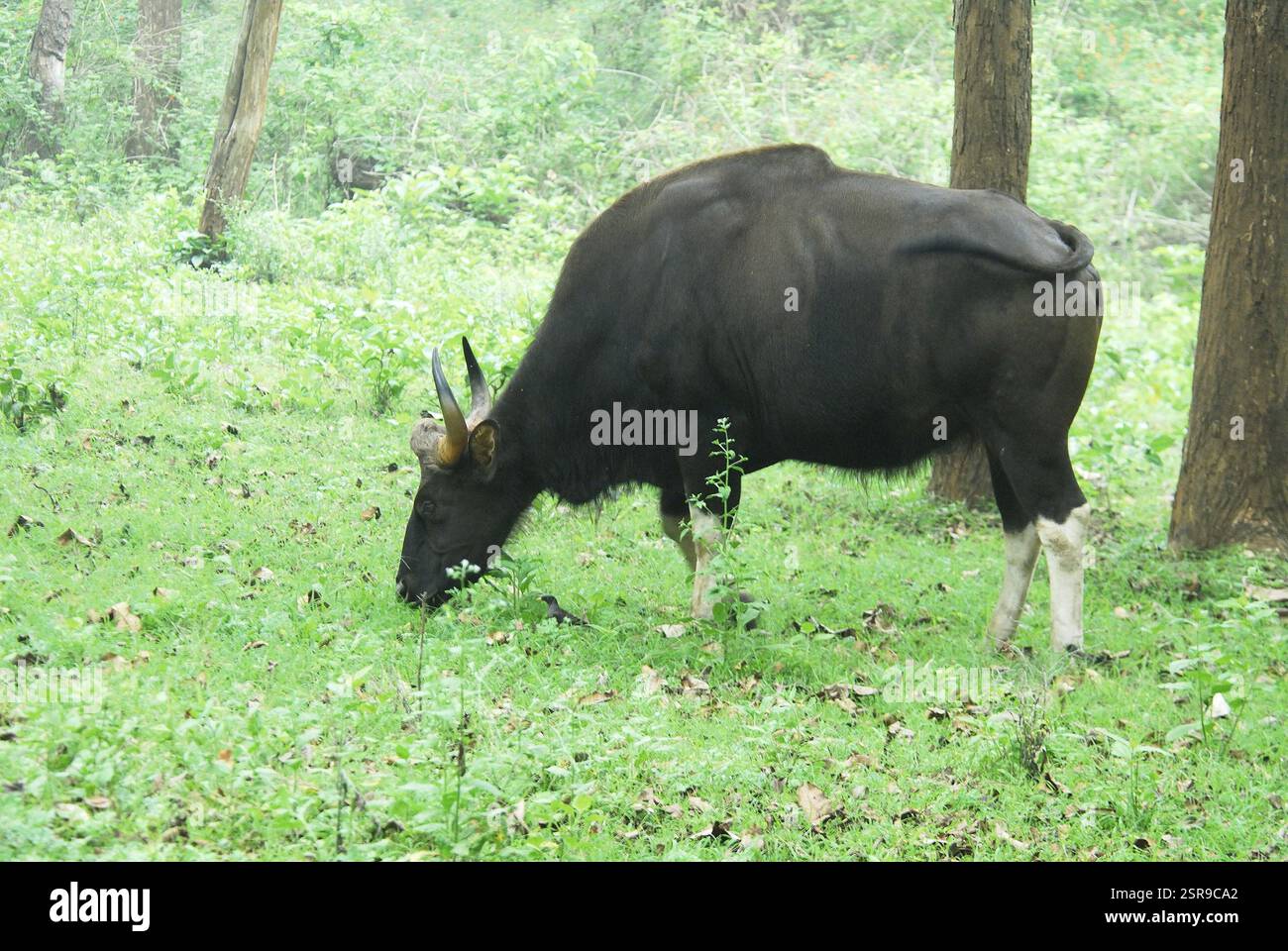 Gaur or Indian Bison, Kabini, Kharapur, Nagarahole range, Karnataka ...