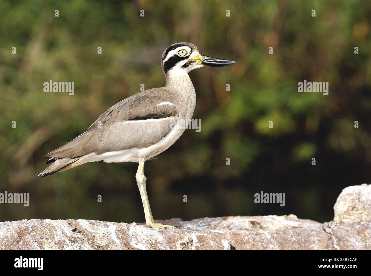 Birds, stone plover esacus magnirostris, Karnataka, India, Asia Stock ...