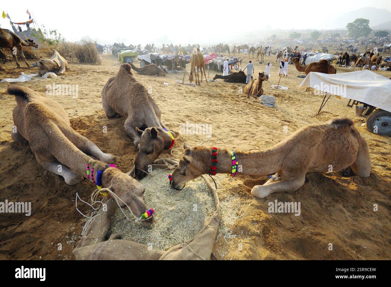 Camels at pushkar fair, Rajasthan, India, Asia Stock Photo - Alamy