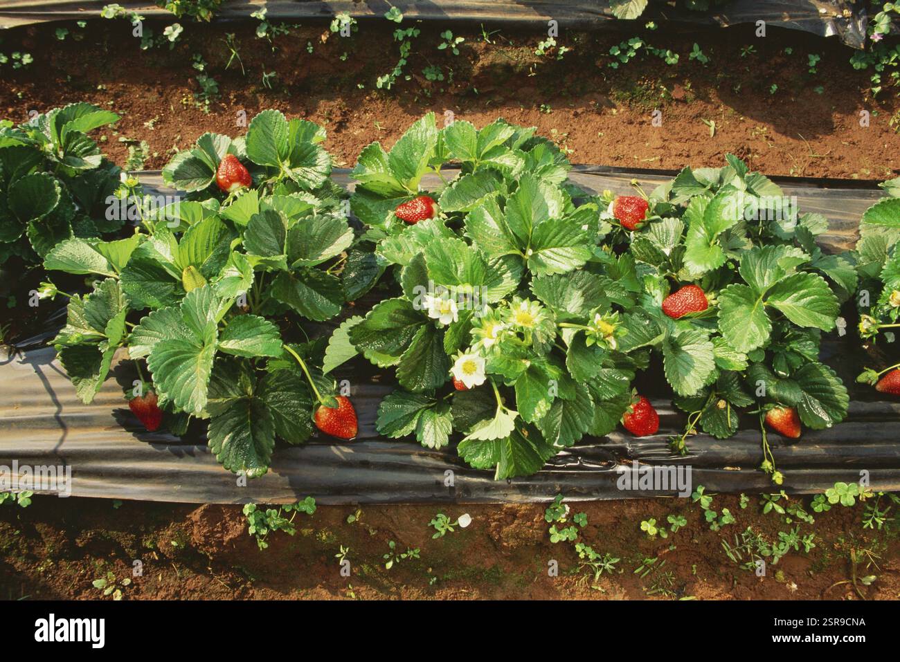 Fruits, strawberry on plants, Maharashtra, India, Asia Stock Photo - Alamy